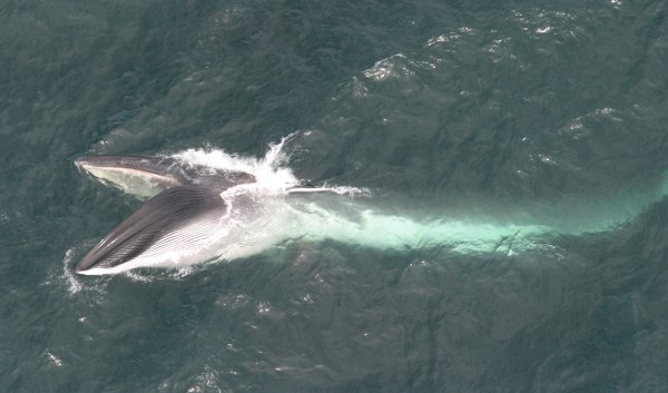 SilverMedals.net | » Fin Whale — World’s Second-Largest Animal